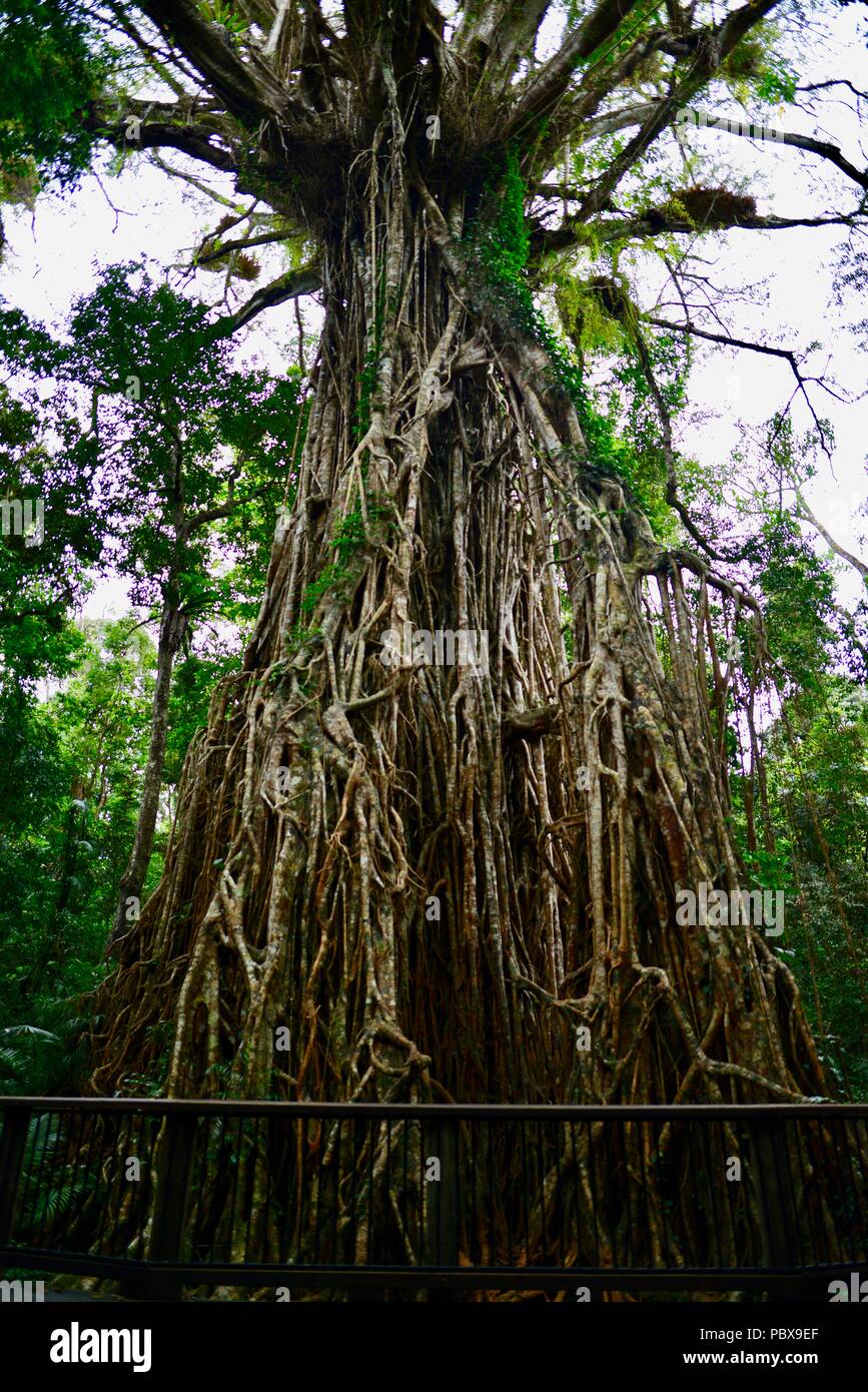 The Cathedral Fig Tree Ficus virens, A huge strangler fig, Atherton ...