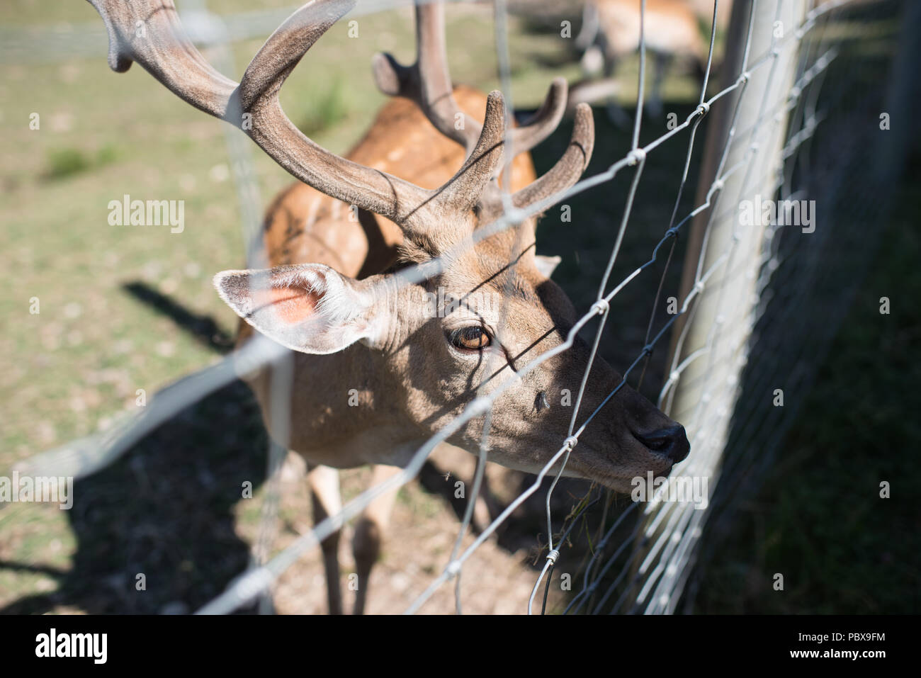 deer in the enclosure Stock Photo - Alamy