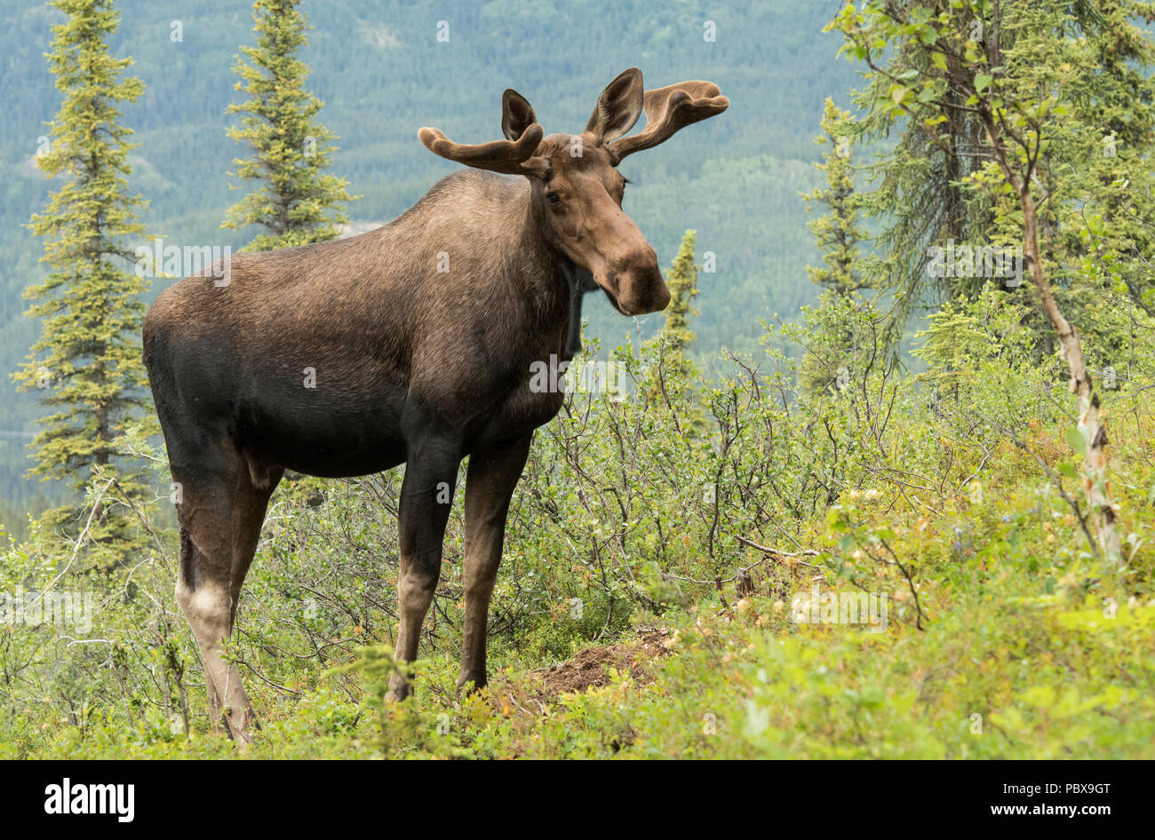 Bull Moose, Summer, Velvet Antlers, Alaska Stock Photo - Alamy