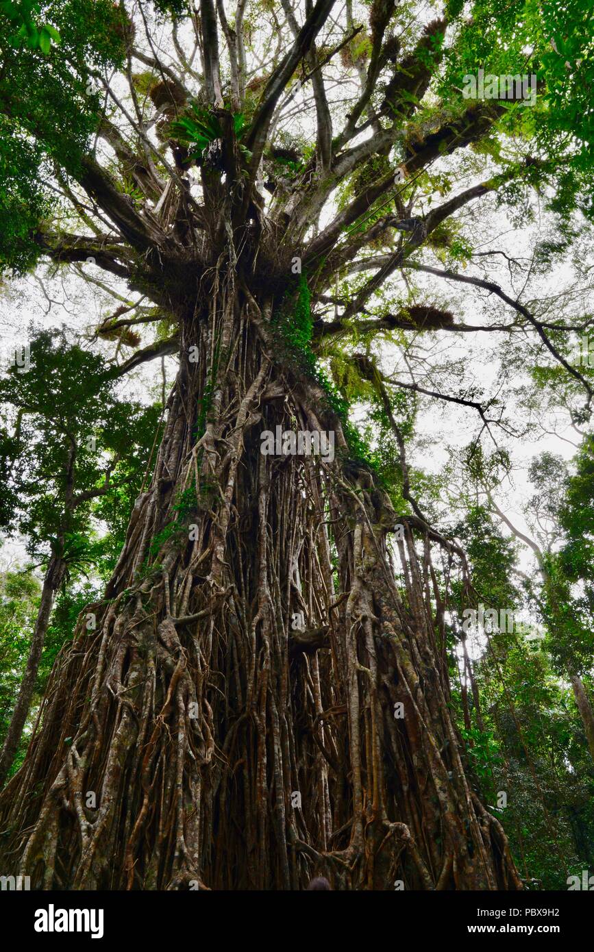 The Cathedral Fig Tree Ficus virens, A huge strangler fig, Atherton ...