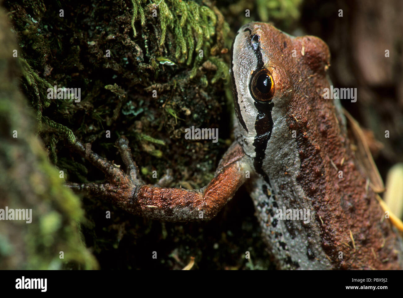 Tree frog, McKenzie Wild & Scenic River, Willamette National Forest ...