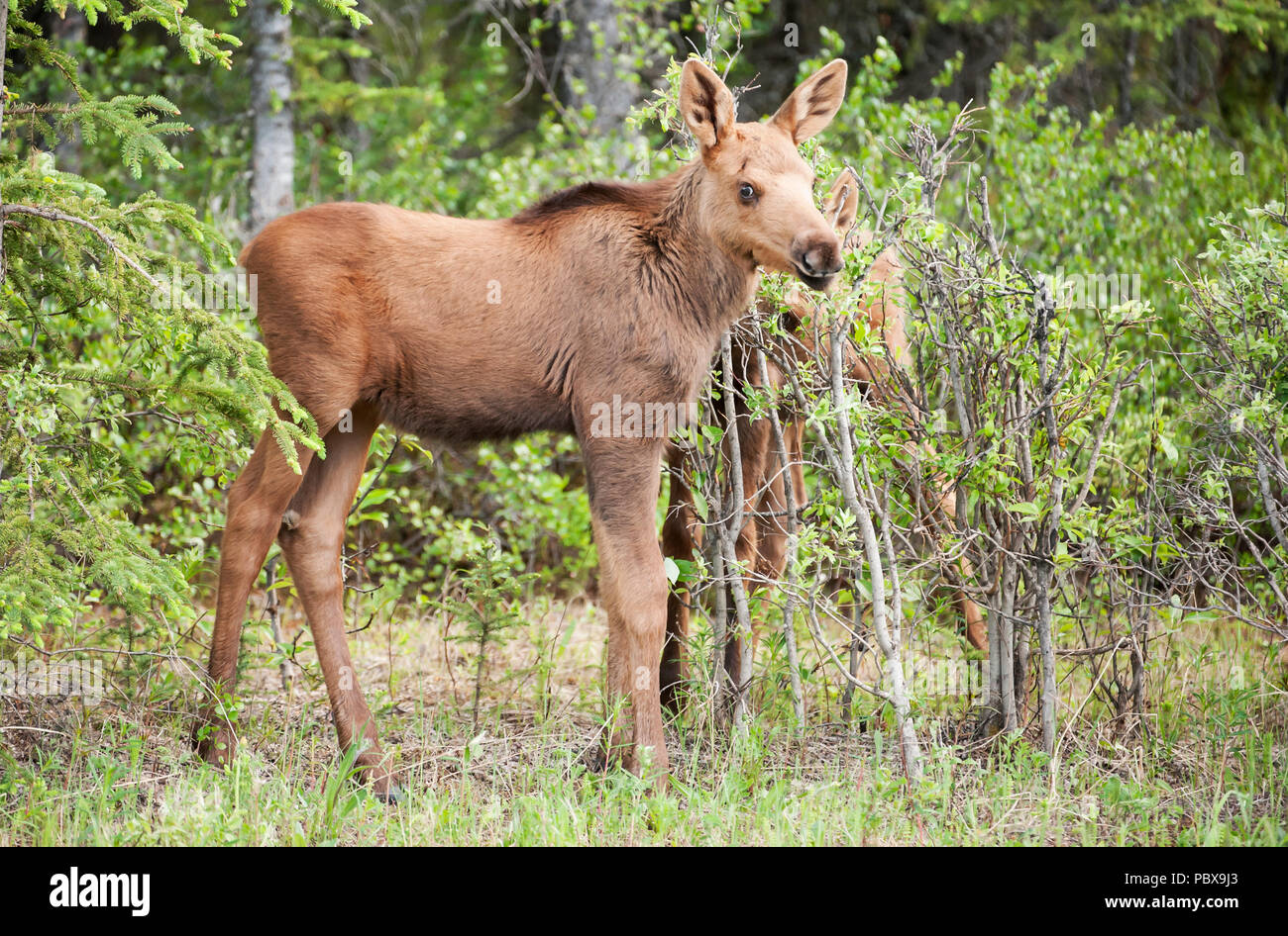 Calf Moose, Spring, Alaska Stock Photo - Alamy