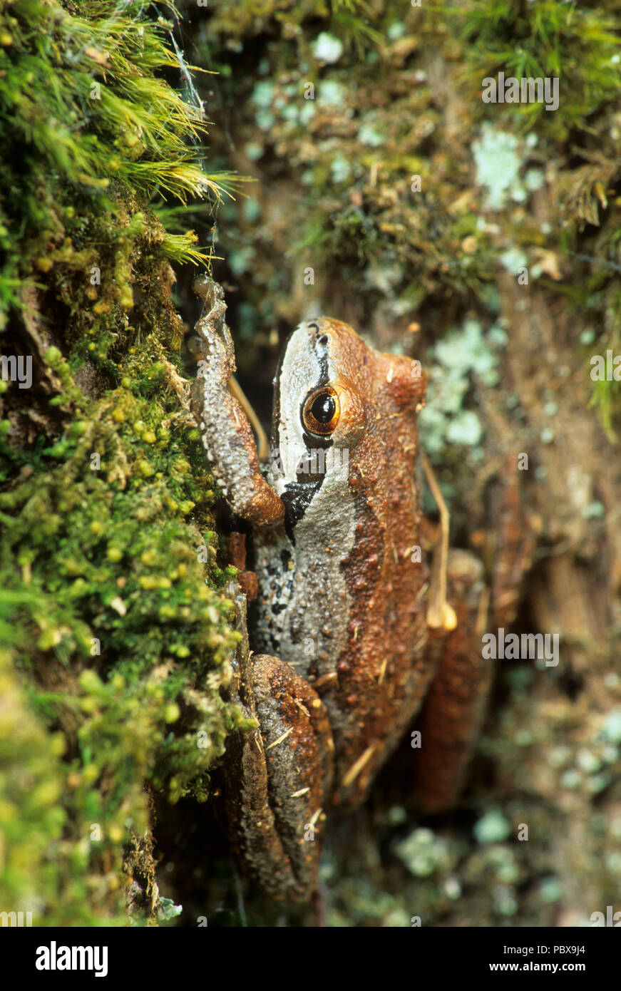 Cascade frog hi-res stock photography and images - Alamy