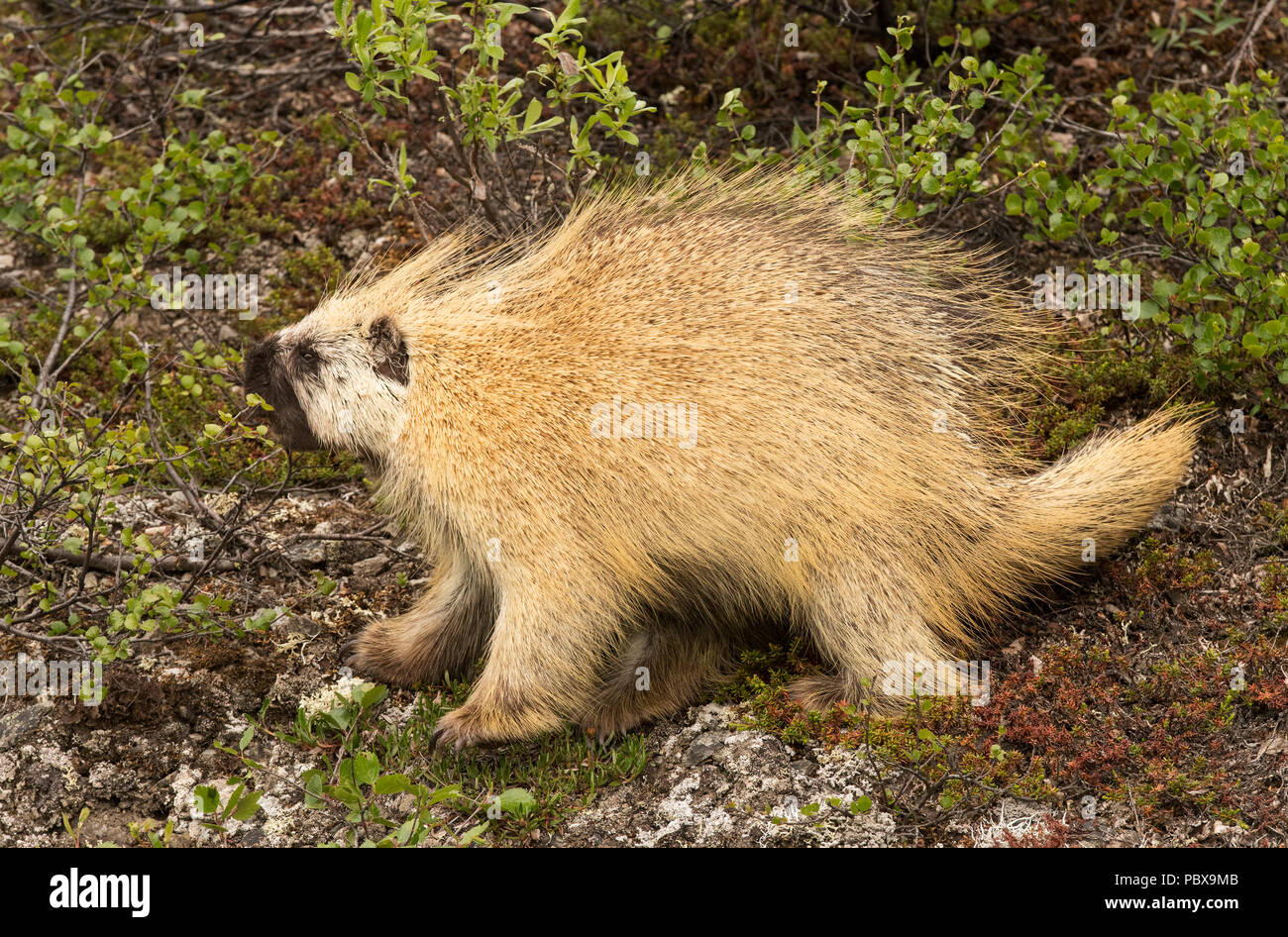 Porcupine; Quills; Denali National Park; Alaska Stock Photo - Alamy