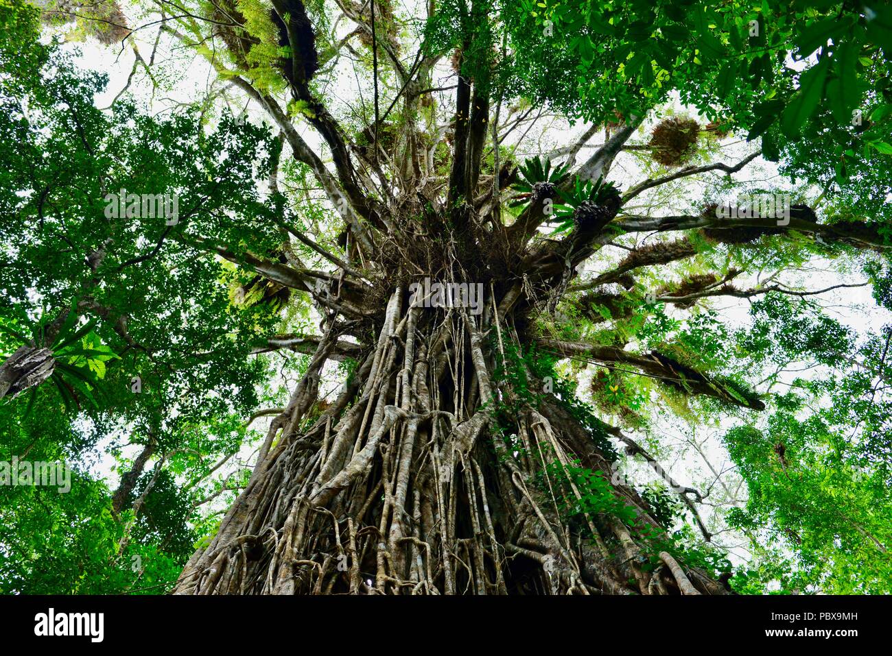 The Cathedral Fig Tree Ficus virens, A huge strangler fig, Atherton ...