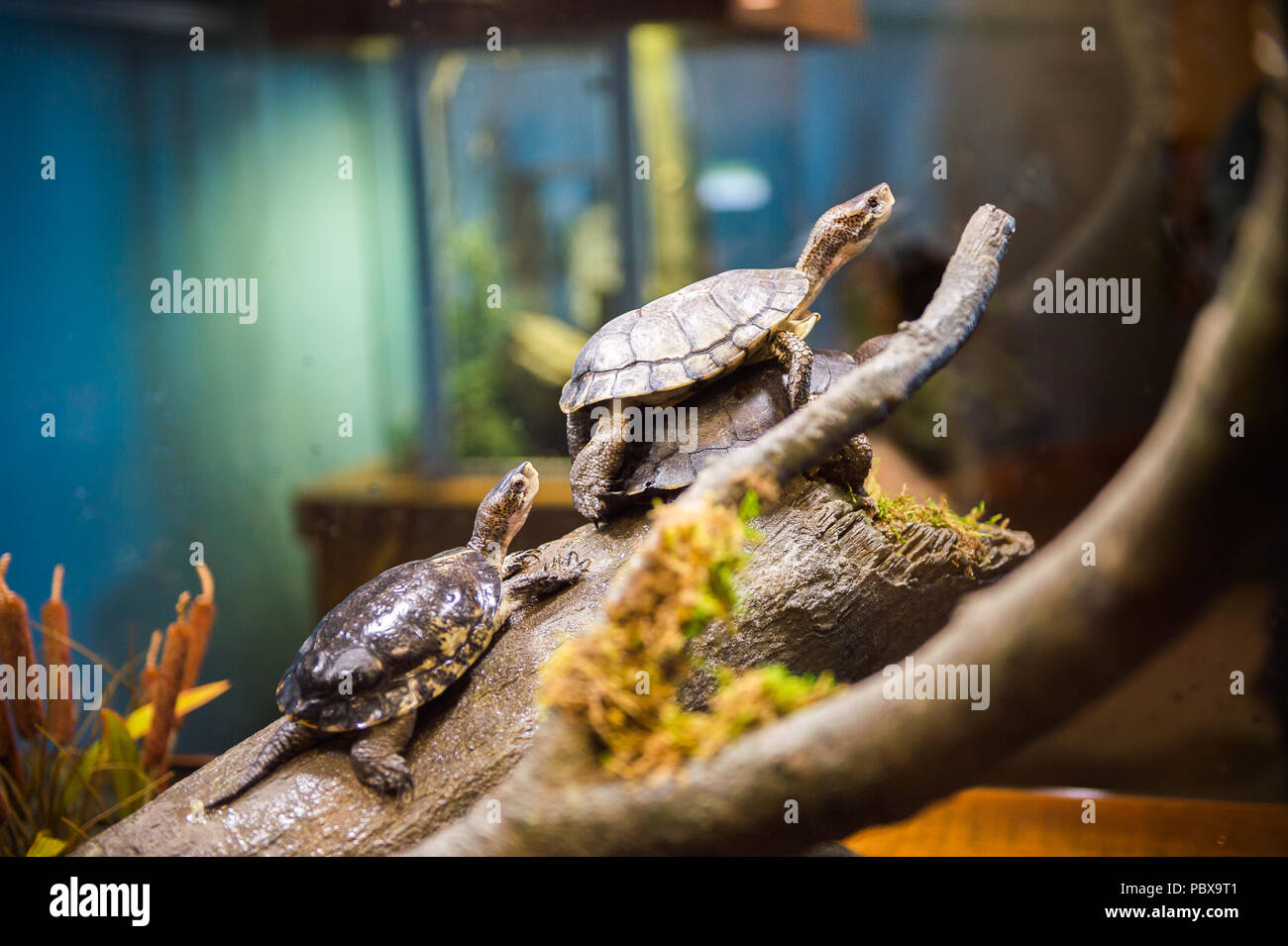 Californian turtle hi-res stock photography and images - Alamy
