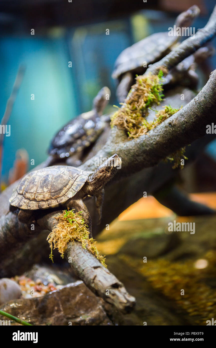 Californian turtle hi-res stock photography and images - Alamy