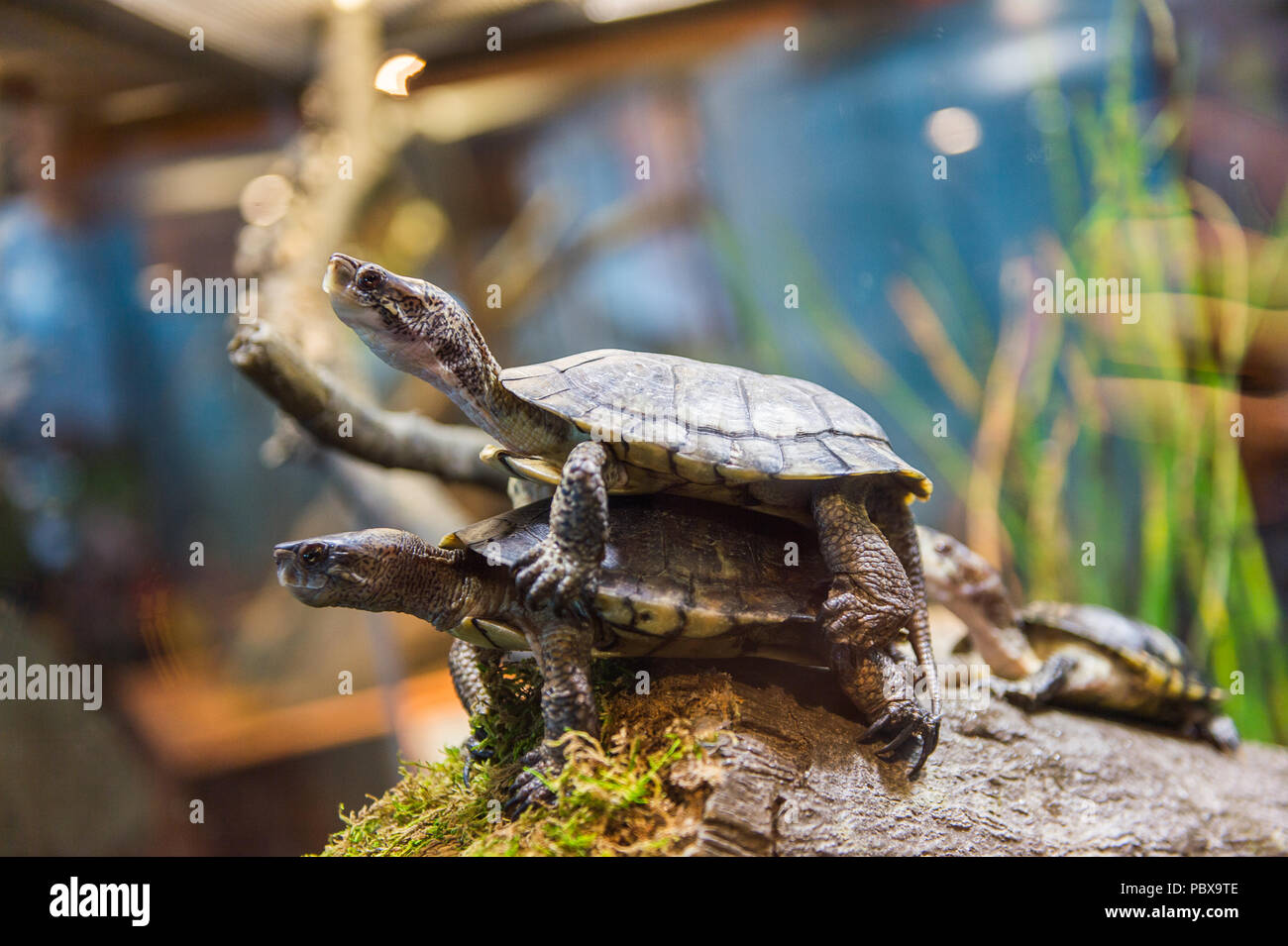 Turtles making love close up in the water Stock Photo - Alamy