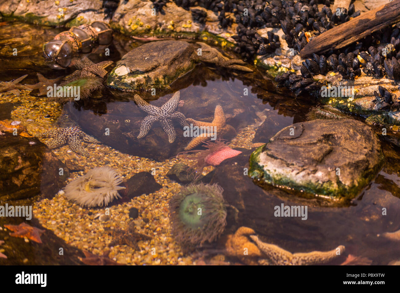 Star fish on under the water in the aquarium Stock Photo - Alamy