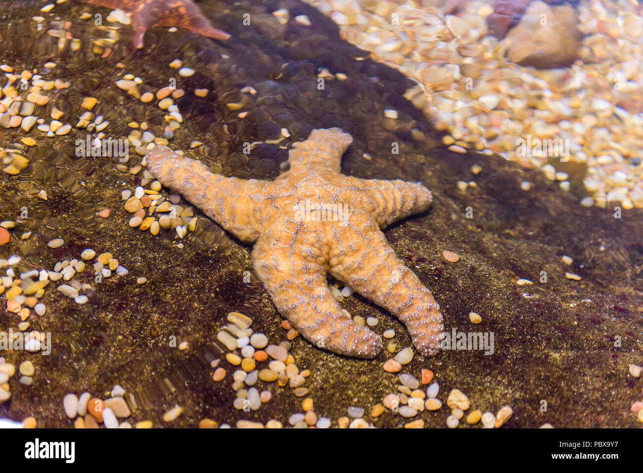 Star fish on under the water in the aquarium Stock Photo - Alamy