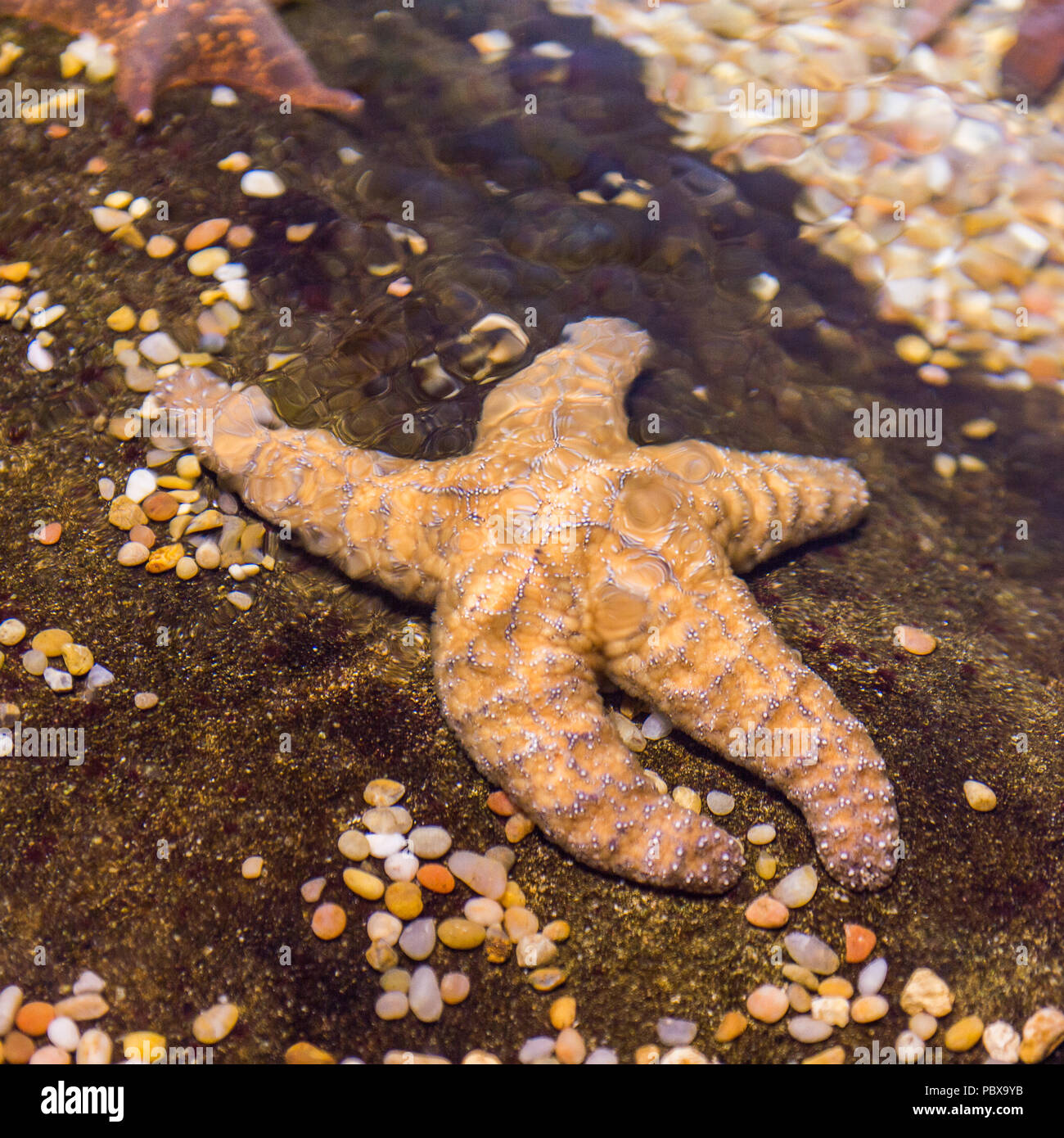 Shark aquarium artificial hi-res stock photography and images - Alamy