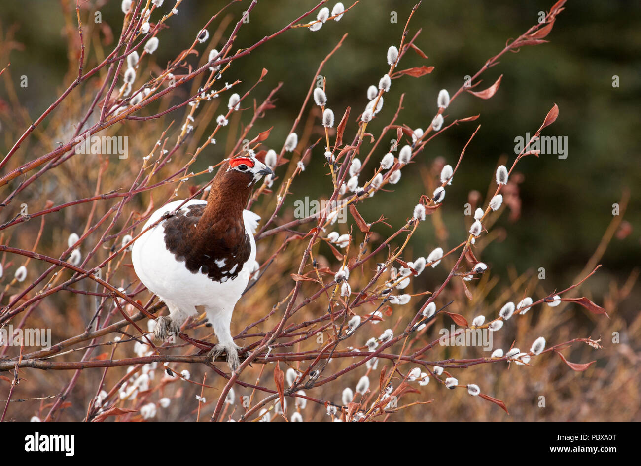 Birds; Willow Ptarmigan; Male; Spring. Willows; Alaska Stock Photo - Alamy