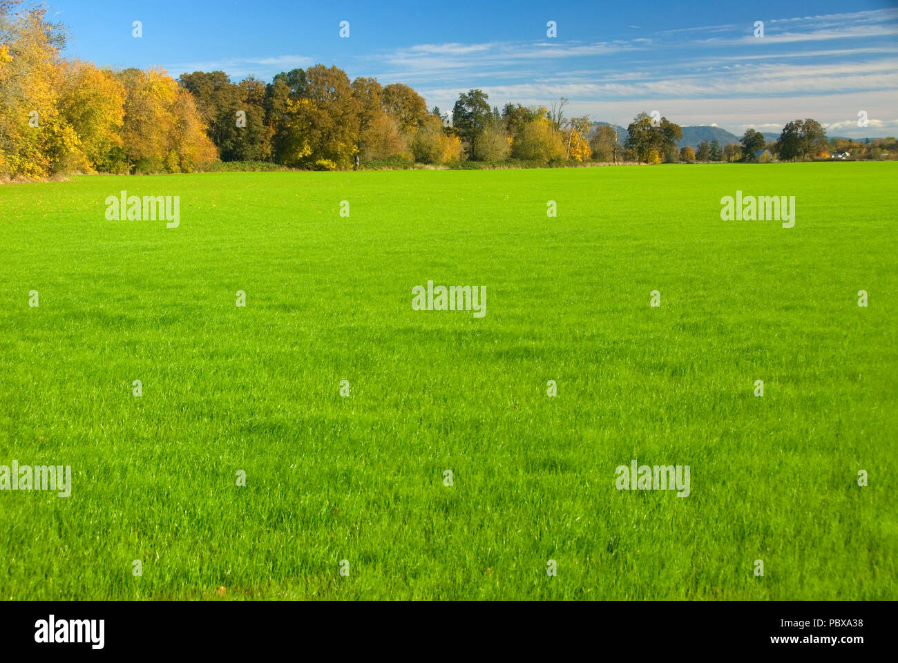 Grass field, Linn County, Oregon Stock Photo - Alamy