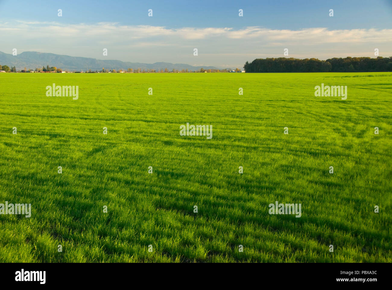 Grass field linn county oregon hi-res stock photography and images - Alamy