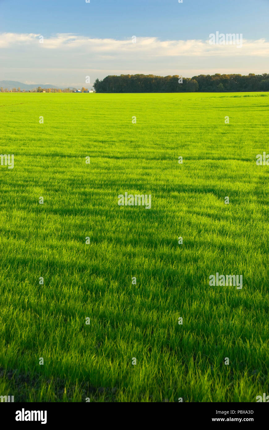 Grass field linn county oregon hi-res stock photography and images - Alamy