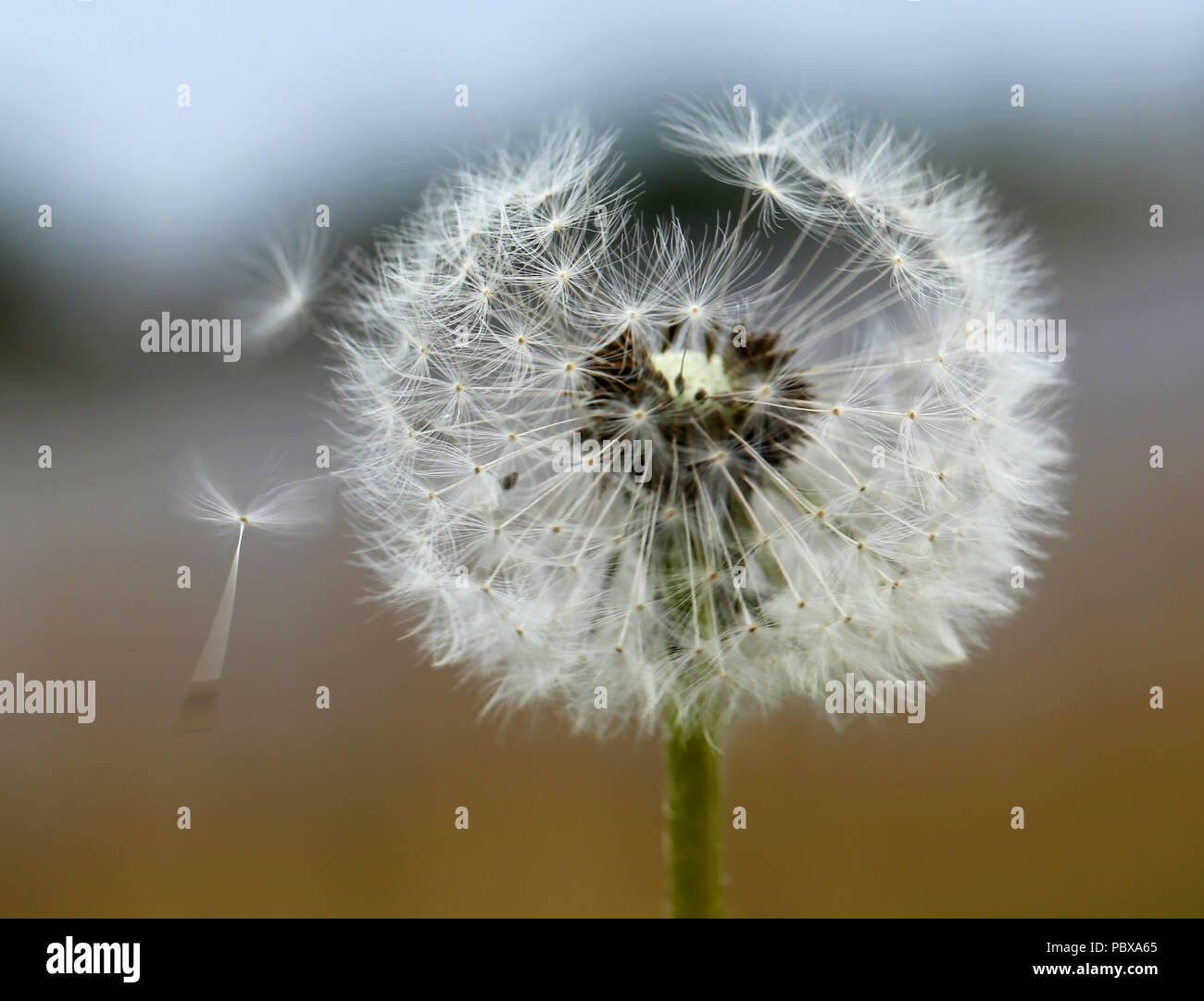 Closeup of Dandelion seeds outdoor Stock Photo - Alamy