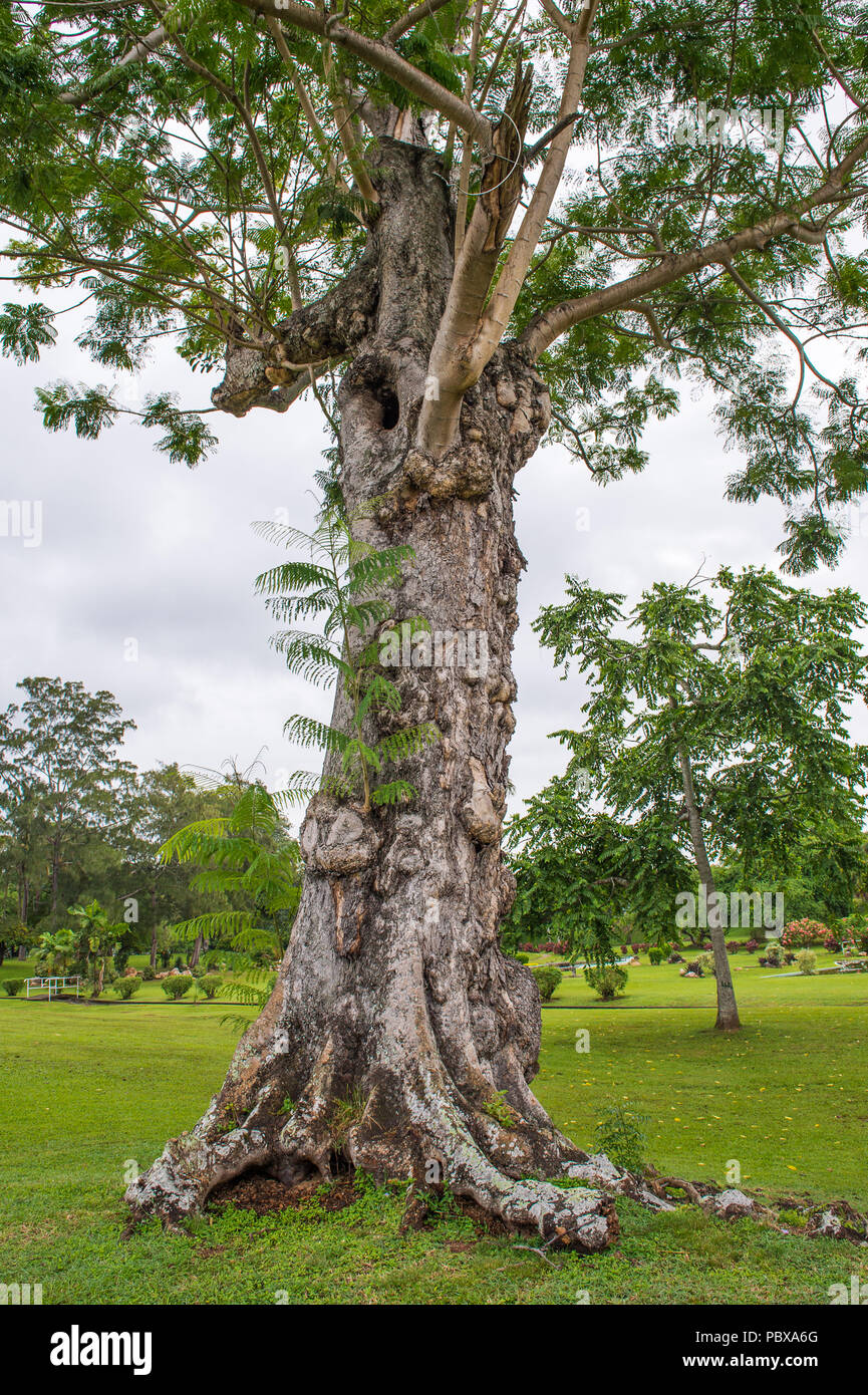 National Bird Trinidad Tobago Stock Photos & National Bird Trinidad ...