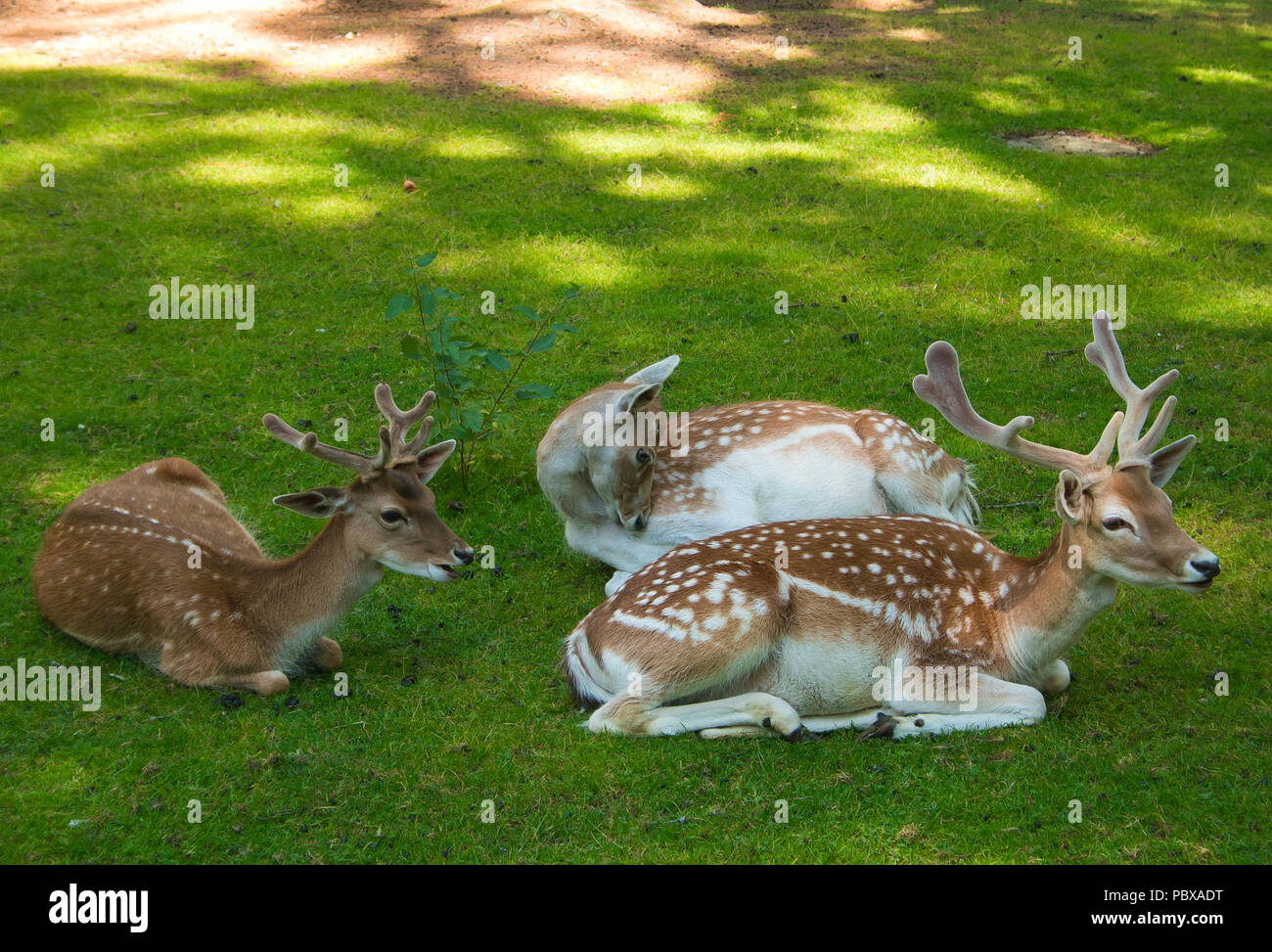 Happy family of roe deer in the dolomites meadow Stock Photo - Alamy