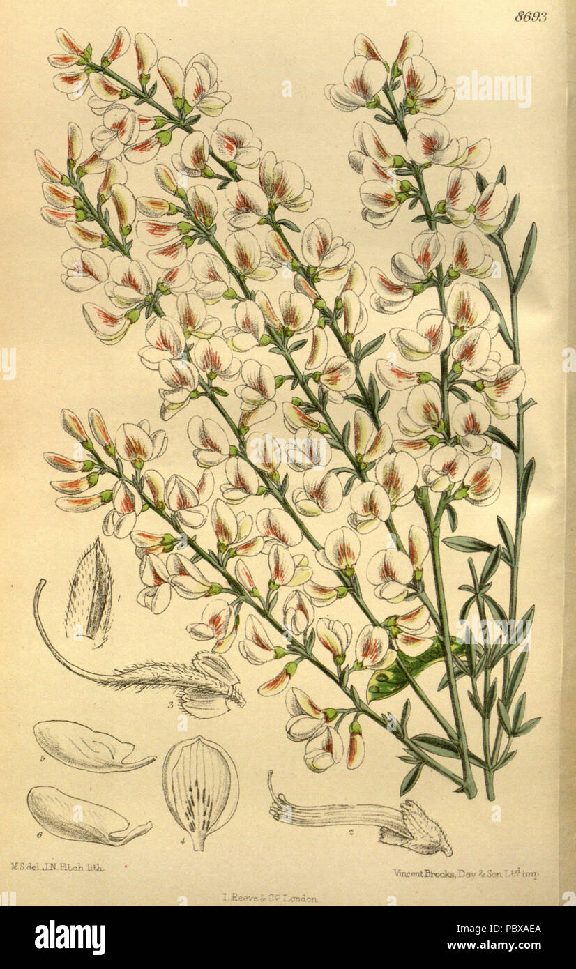 Cytisus 'albus' hi-res stock photography and images - Alamy