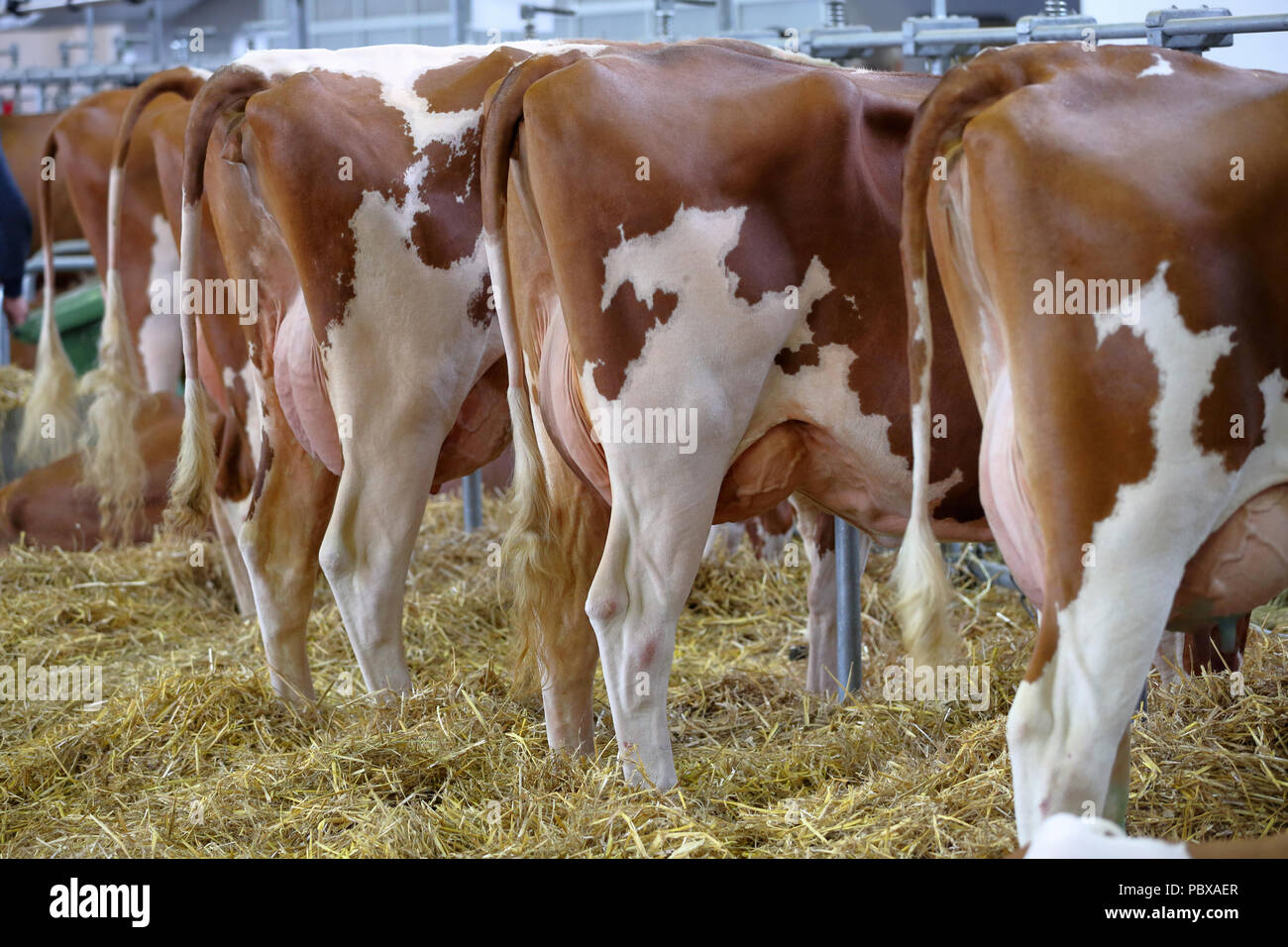 Simmental brown cows herd beef milk hi-res stock photography and images ...
