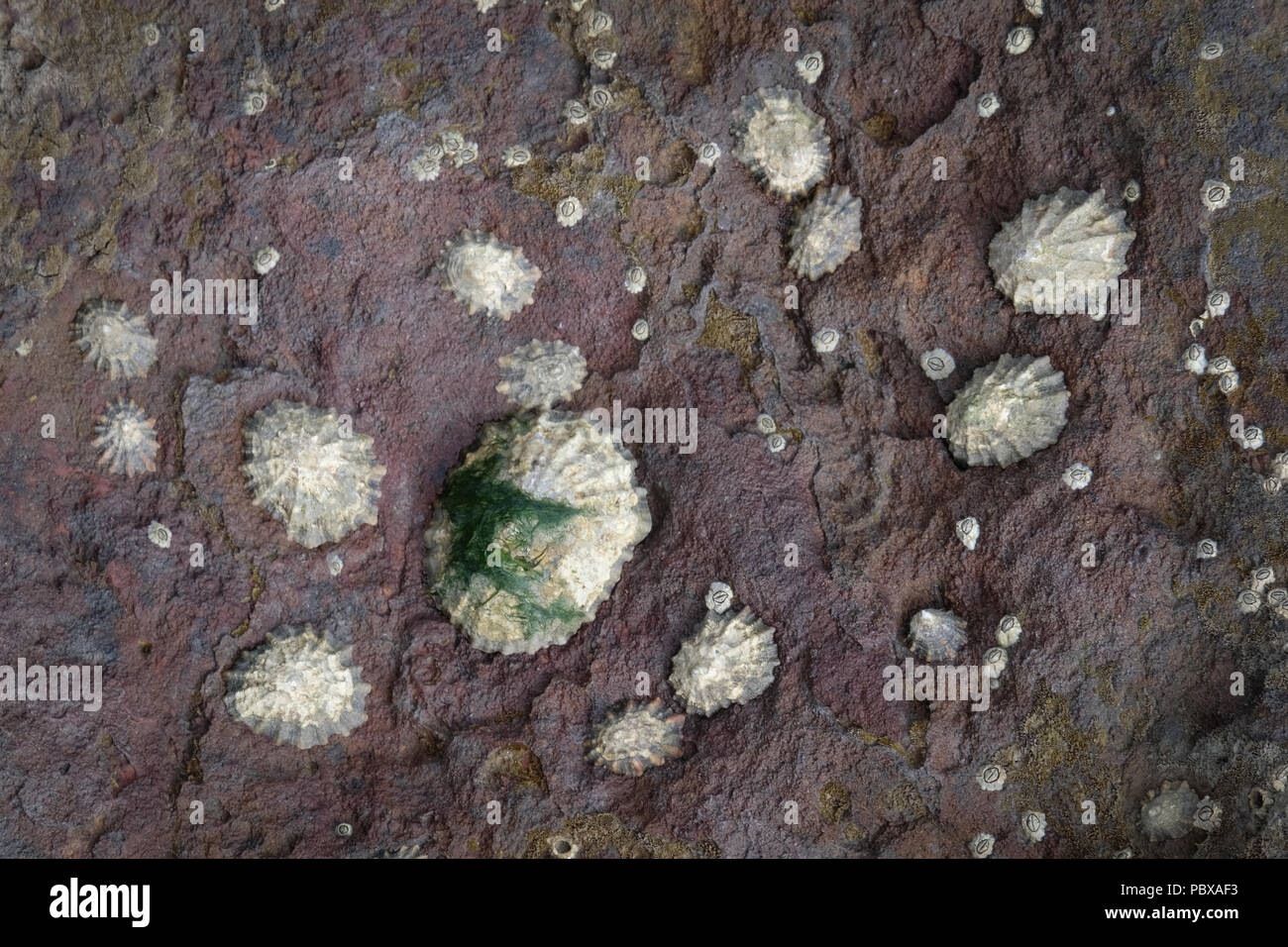 Rocks, shells and ammonites on the beach at Ravenscar,Yorkshire,united ...