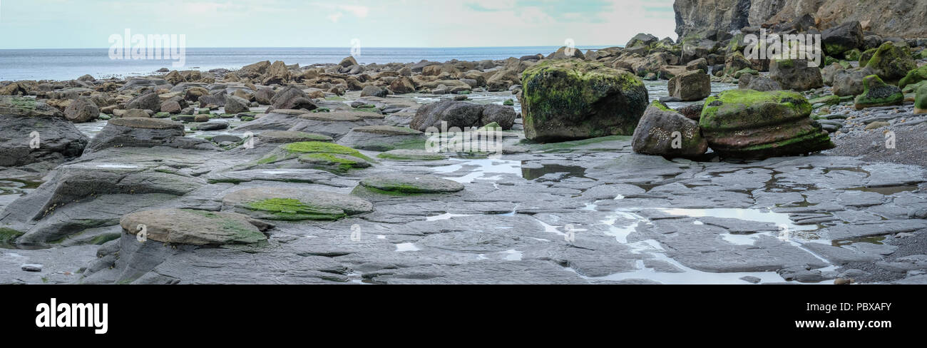 Rocks, shells and ammonites on the beach at Ravenscar,Yorkshire,united ...
