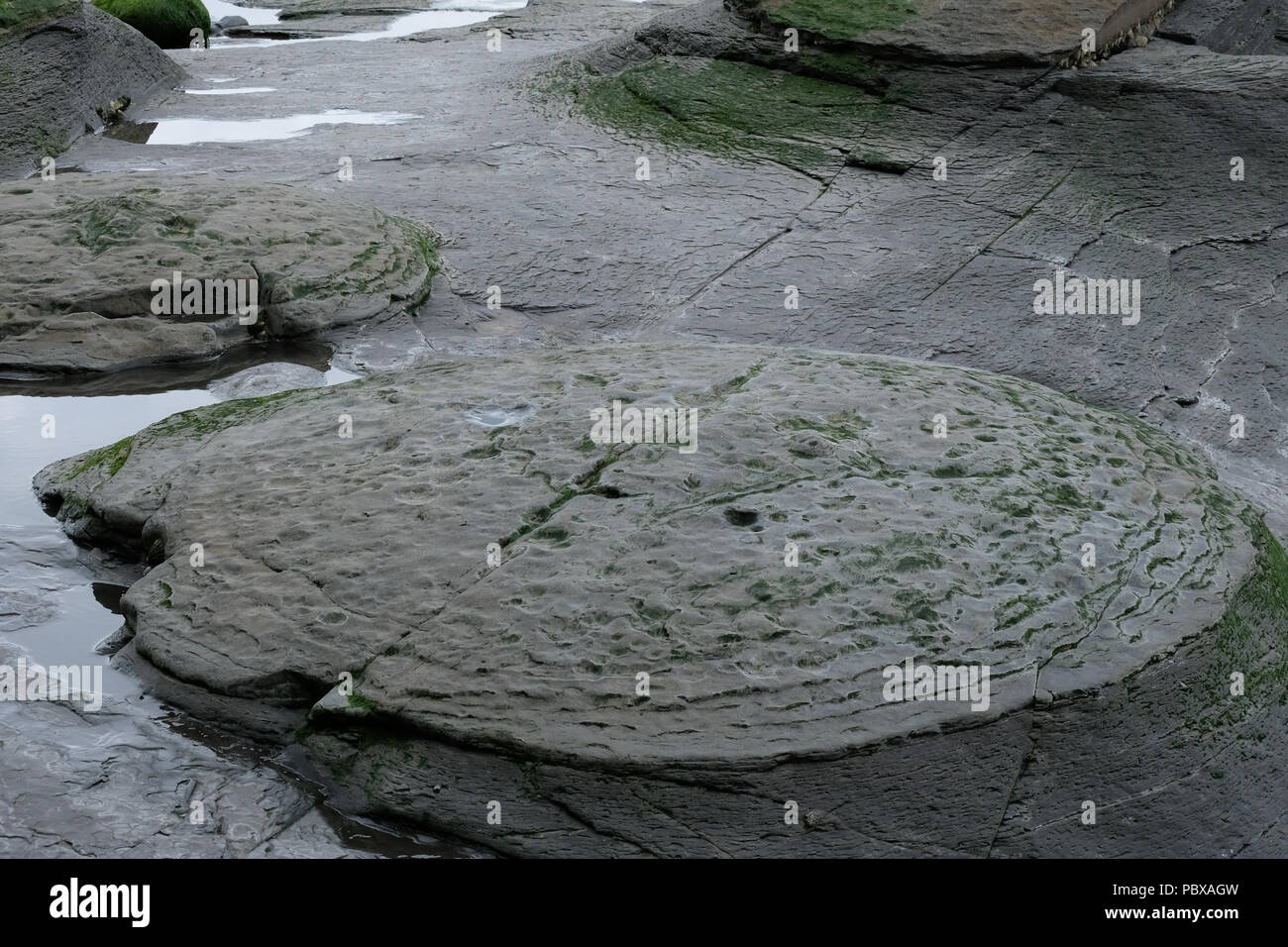 Rocks, shells and ammonites on the beach at Ravenscar,Yorkshire,united ...