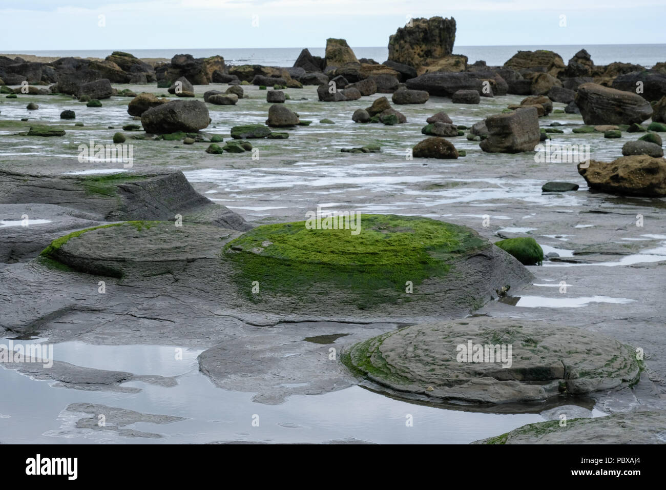 Kingdom of ammonites hi-res stock photography and images - Alamy