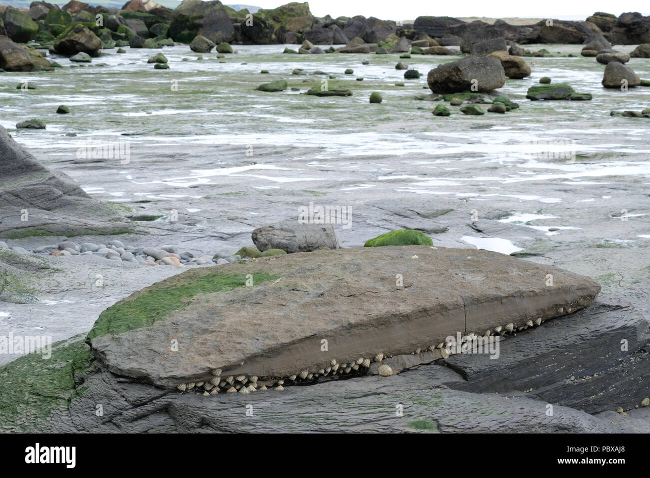 Rocks, shells and ammonites on the beach at Ravenscar,Yorkshire,united ...