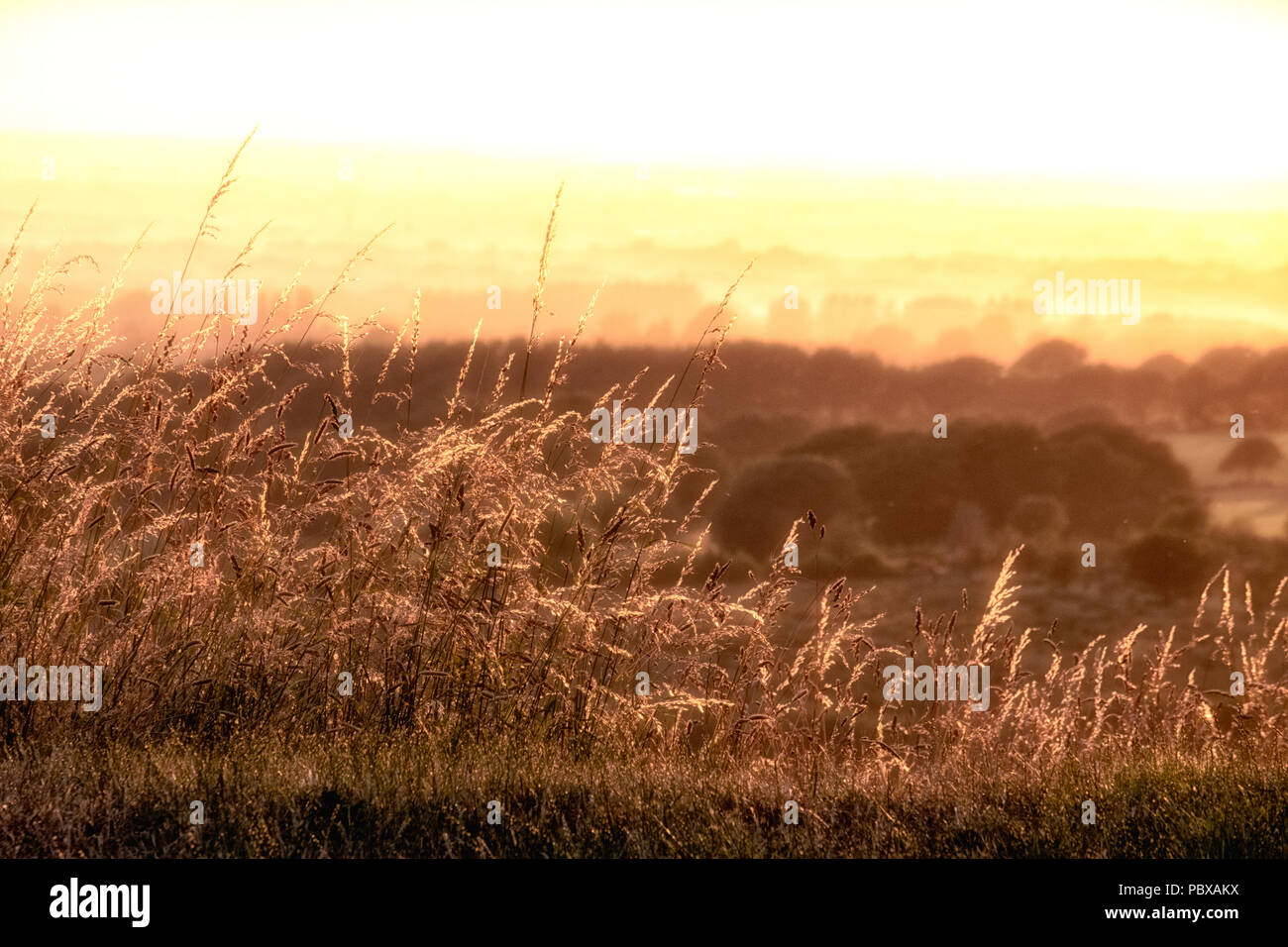 Strong backlighting hi-res stock photography and images - Alamy