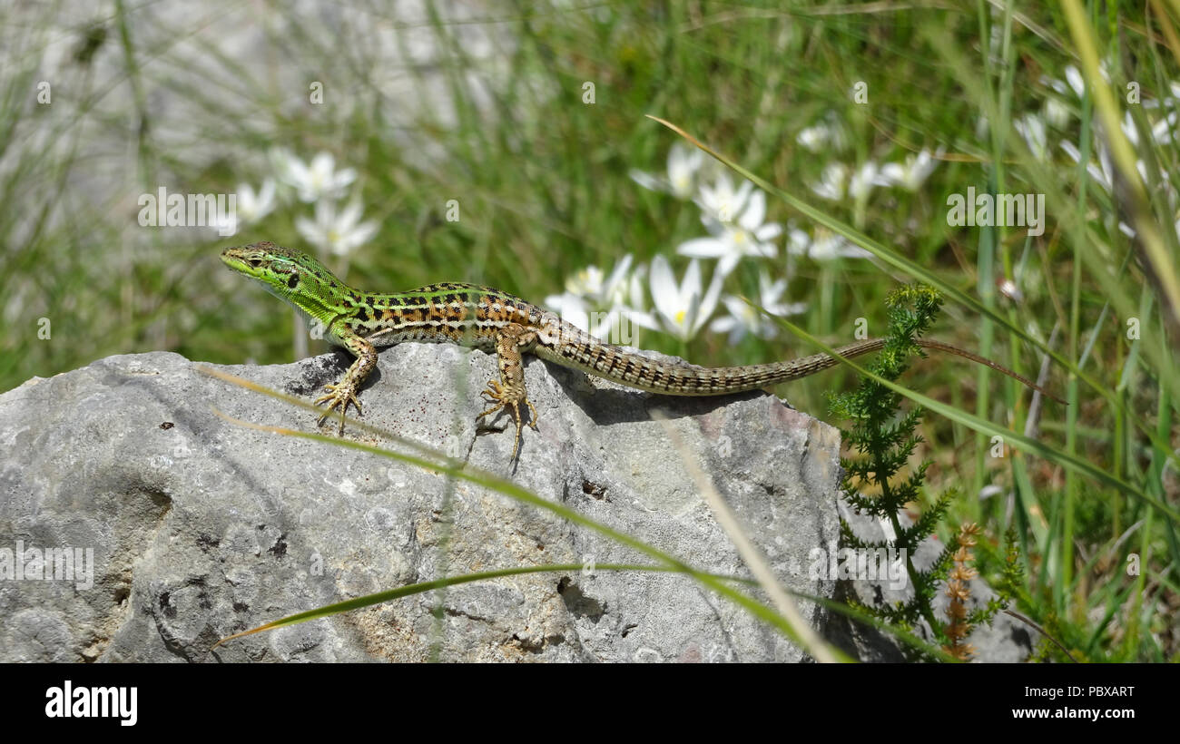 Green grass lizard hi-res stock photography and images - Alamy