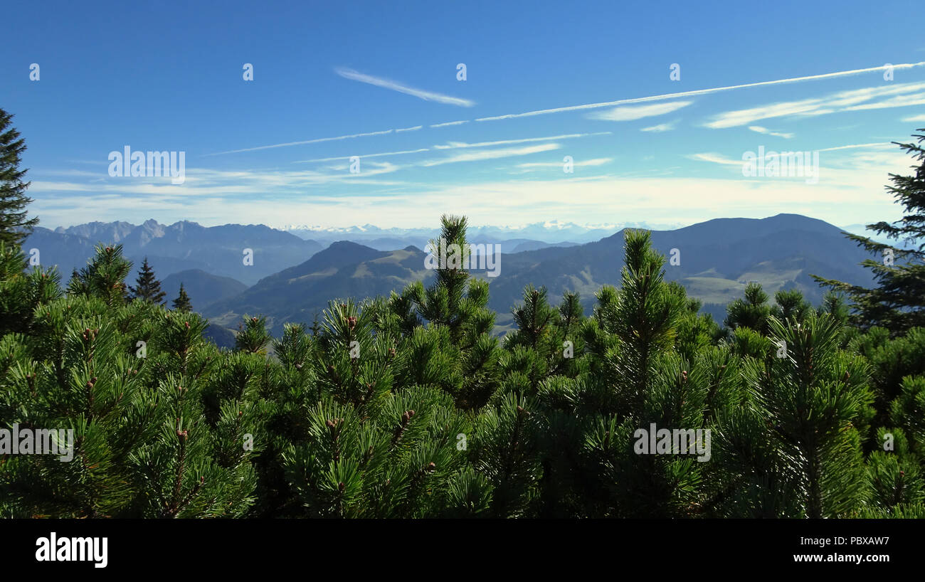 Austrian pine tree hi-res stock photography and images - Alamy