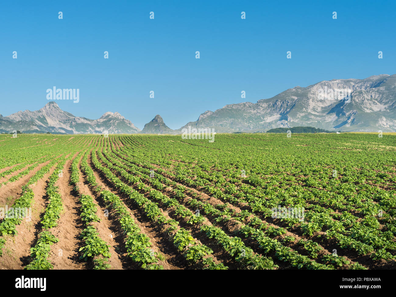 Landscape with a potato field Stock Photo - Alamy