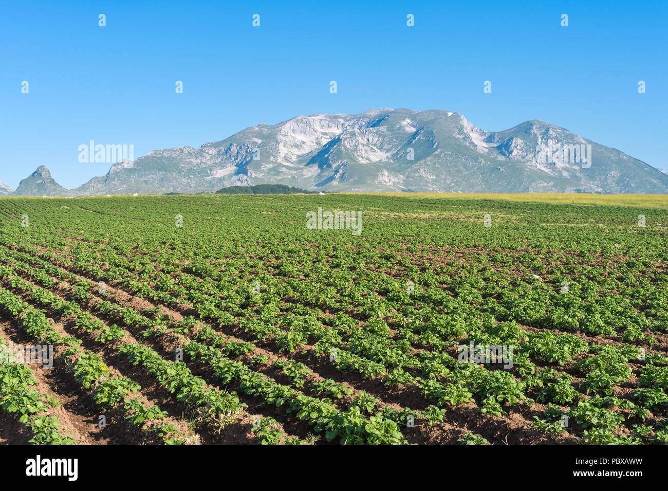 Landscape with a potato field Stock Photo - Alamy