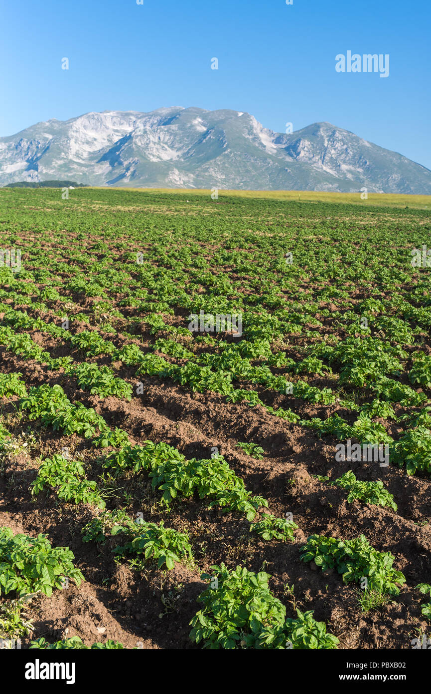 Landscape with a potato field Stock Photo - Alamy