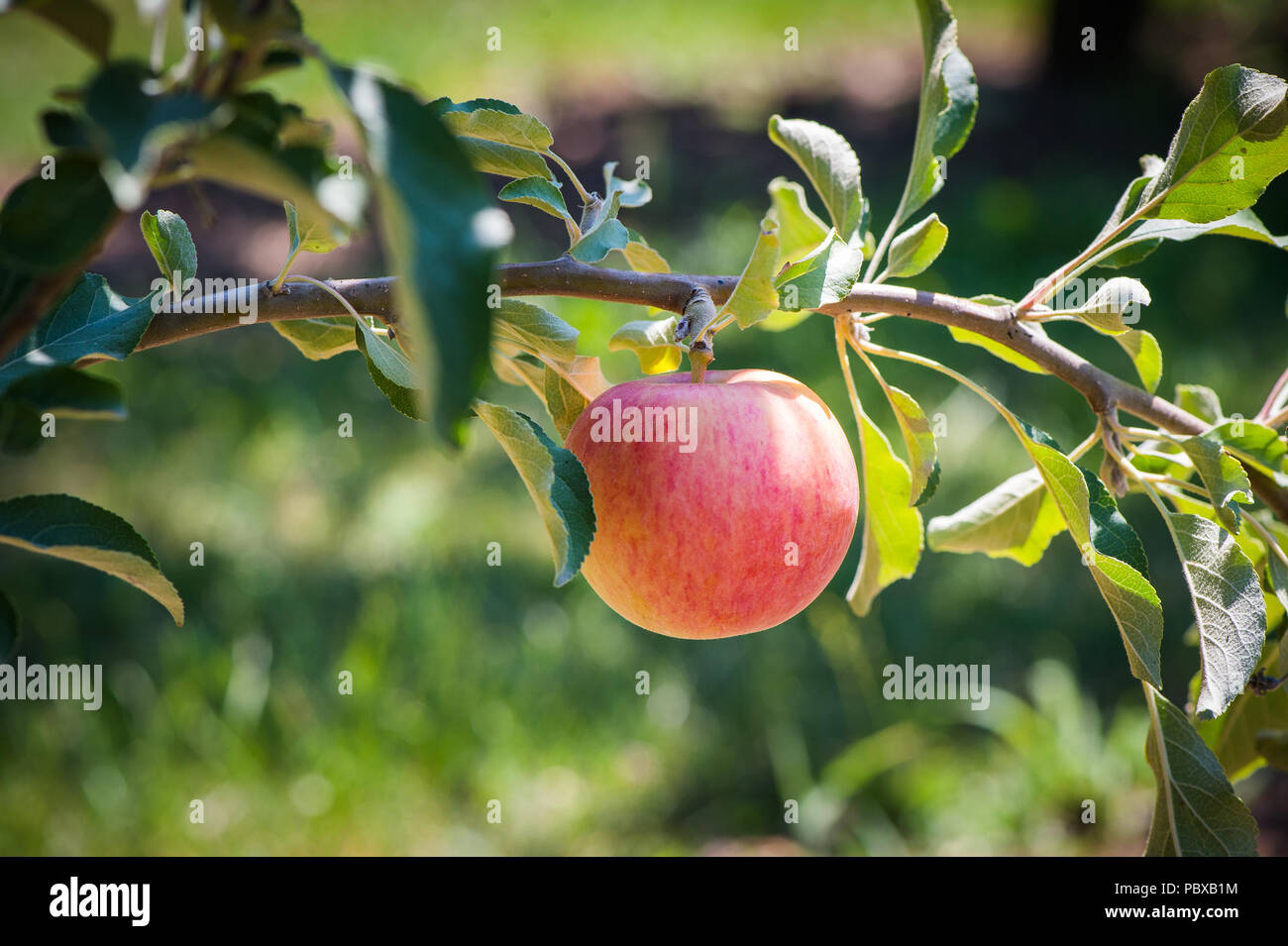 Red apple on apple tree branch Stock Photo - Alamy