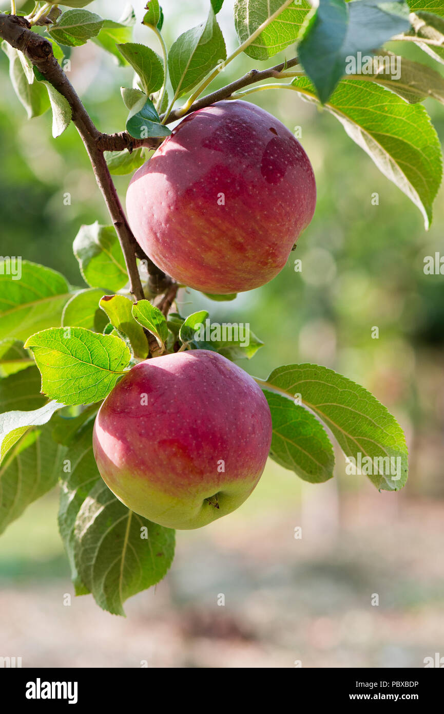Two apples tree stem hi-res stock photography and images - Alamy