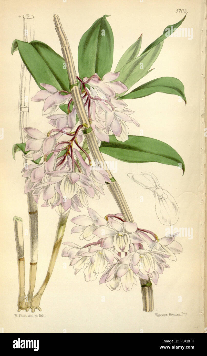 Dendrobium cumulatum hi-res stock photography and images - Alamy