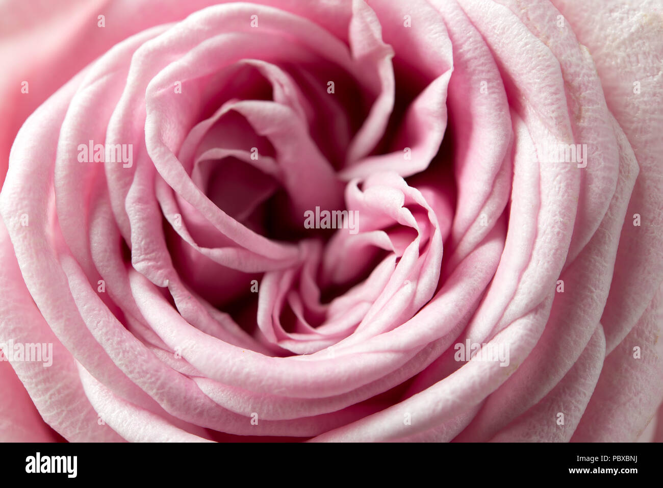 Rose pink perfection hi-res stock photography and images - Alamy
