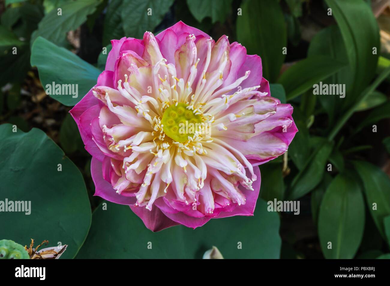 Full bloom pink water lily Stock Photo - Alamy