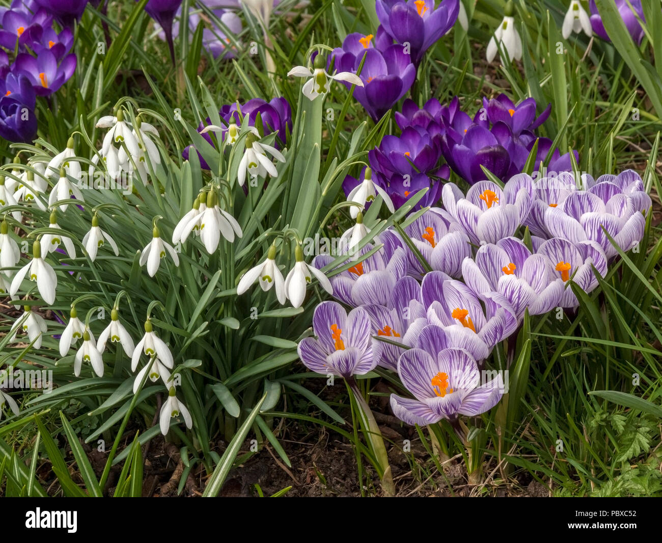 Spring flower flowers uk hi-res stock photography and images - Alamy