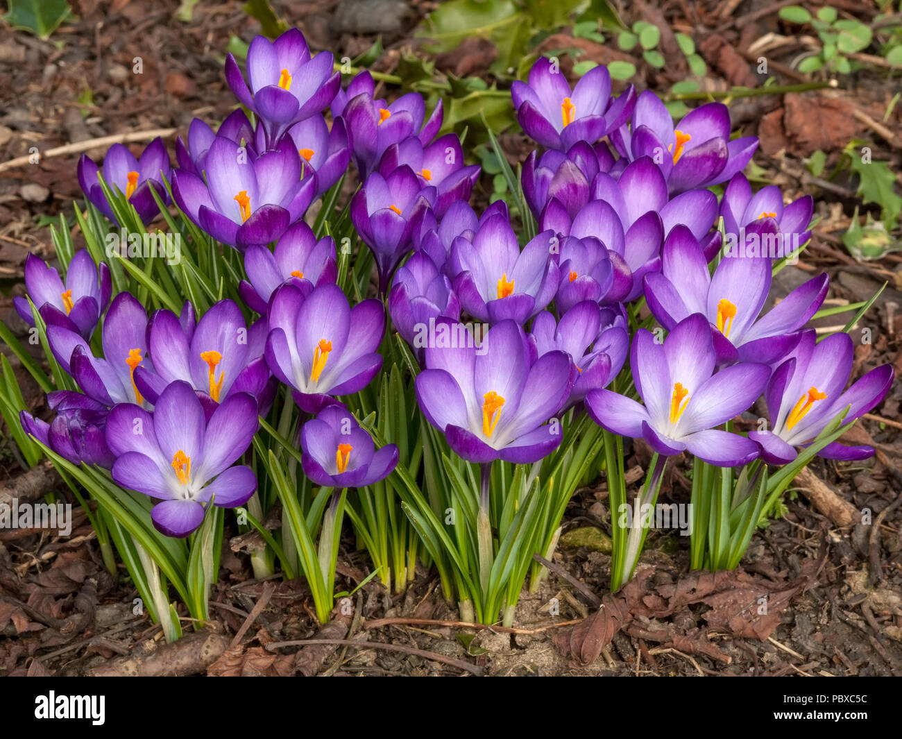 Spring crocus uk hi-res stock photography and images - Alamy