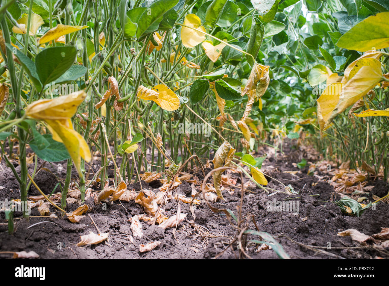 Soybean seeds pod hi-res stock photography and images - Alamy