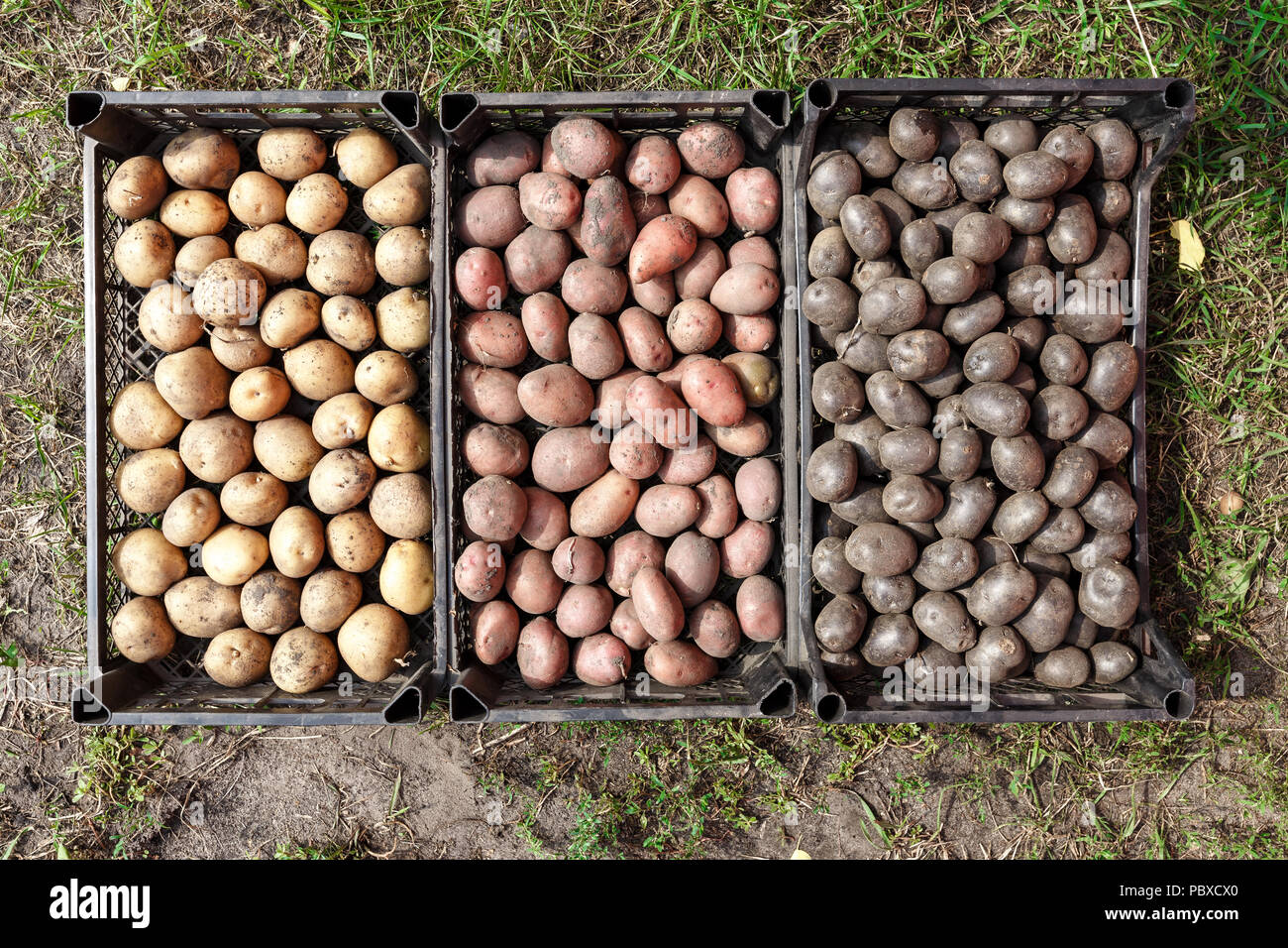 potato crop of different varieties close-up, washed farm potatoes ...