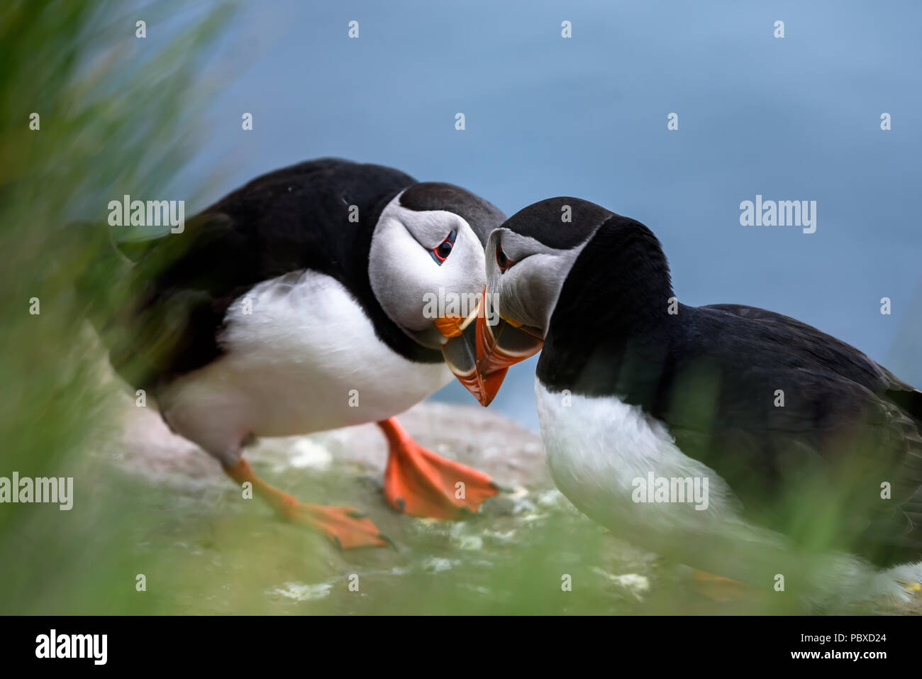 Puffin billing hi-res stock photography and images - Alamy