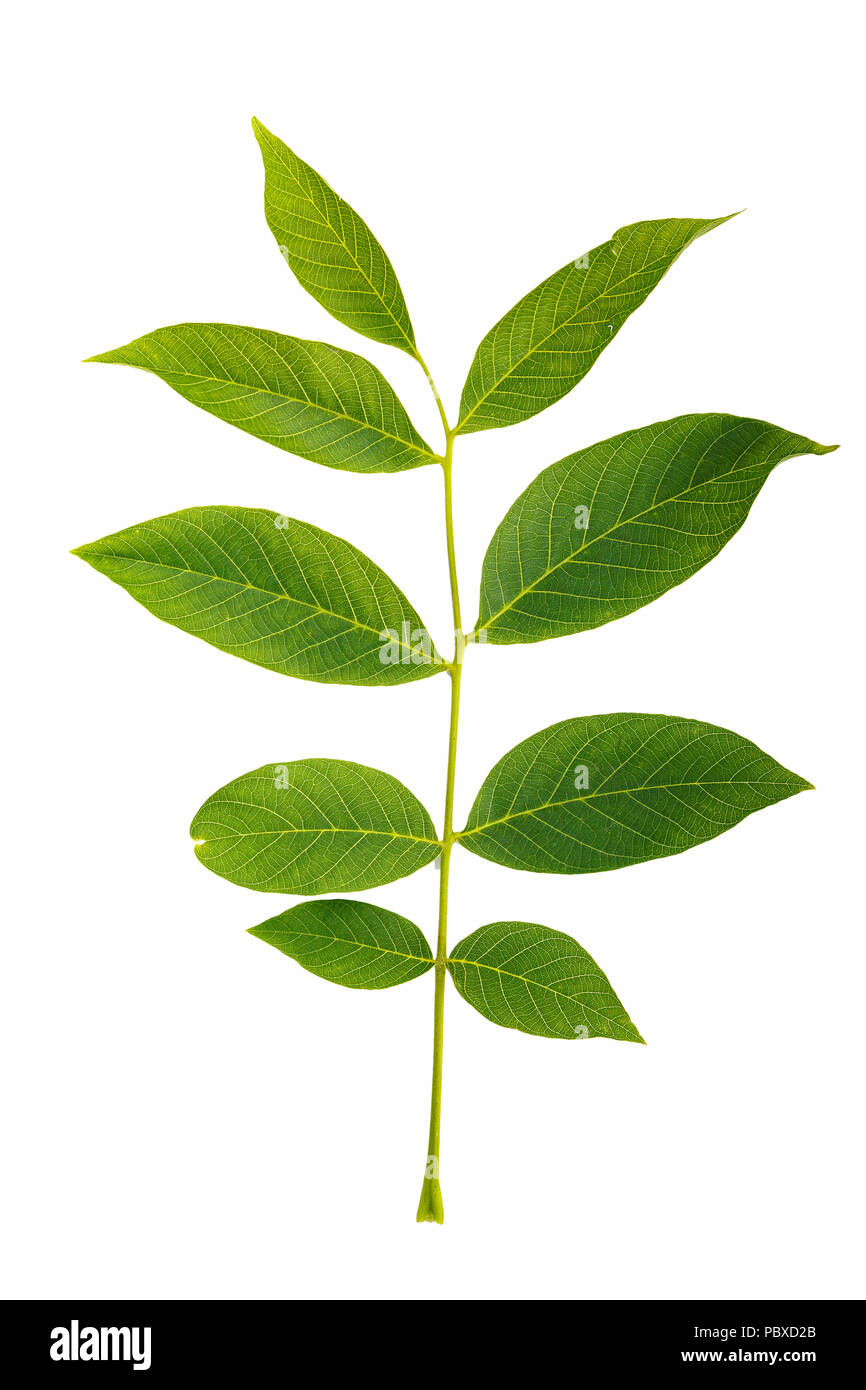 leaf of walnut tree on white background isolated, well visible leaf ...