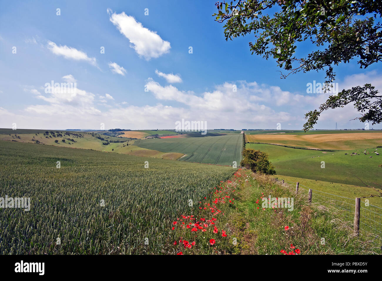 Lang Dale on a summer afternoon at Flixton Wold is an example of the ...
