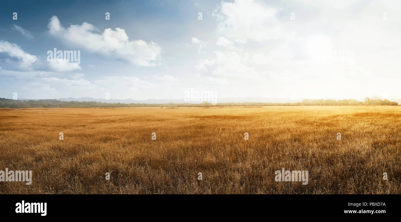 Landscape view of dry savanna with blue sky background Stock Photo - Alamy