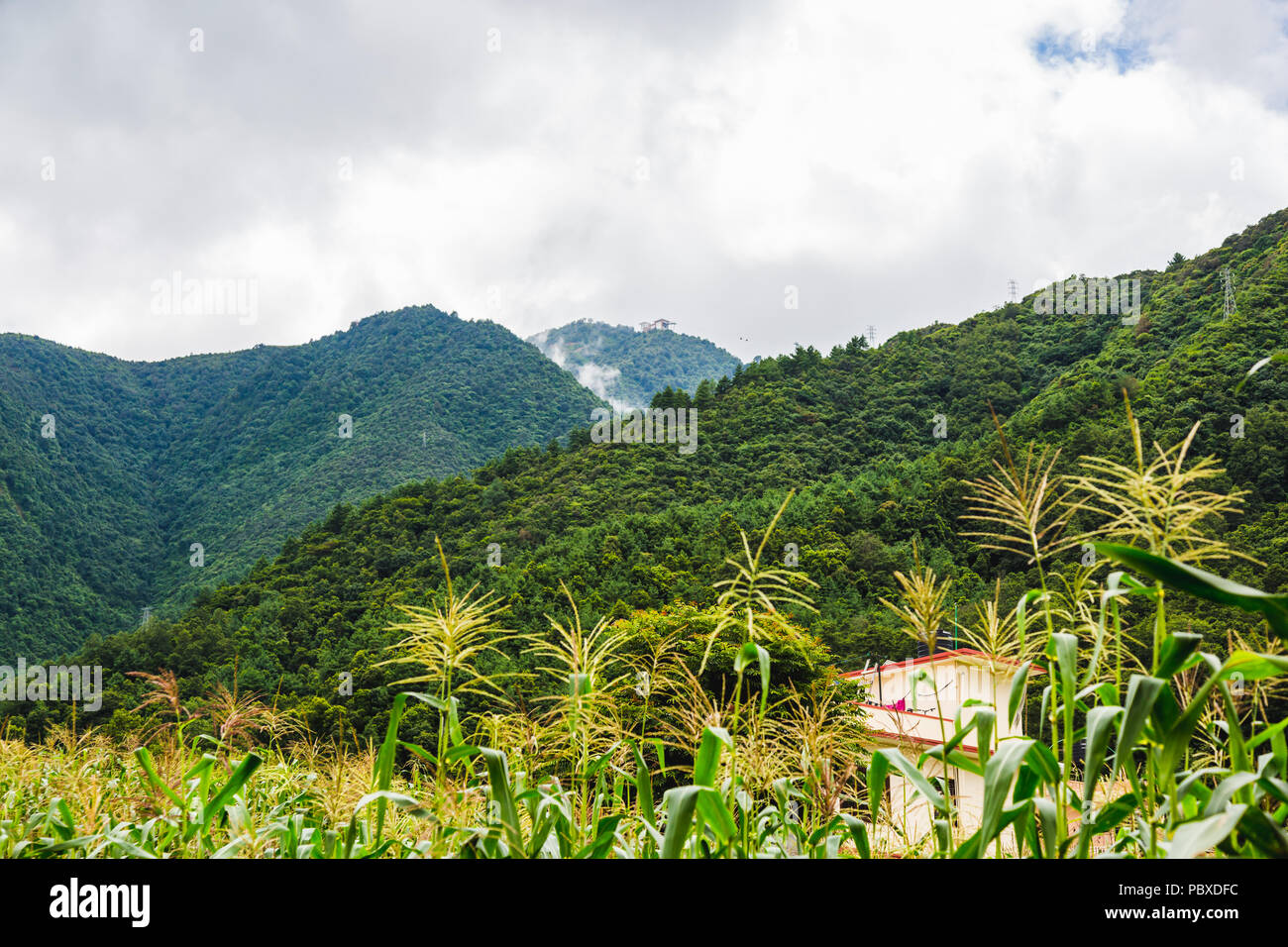 Beautiful green scenery of Nepal in Summer,Scene of Himalayas ...