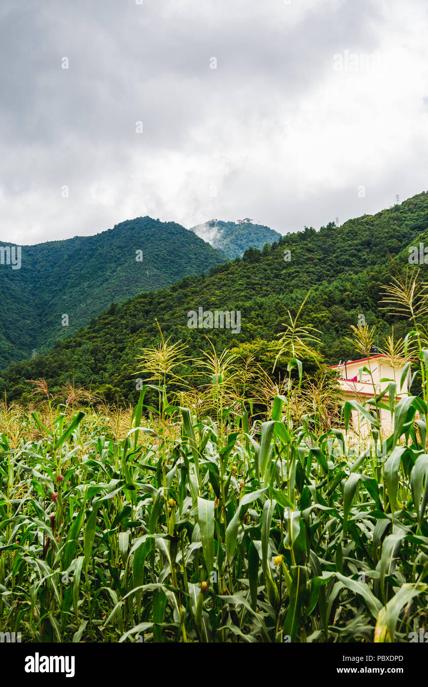Beautiful green scenery of Nepal in Summer,Scene of Himalayas ...